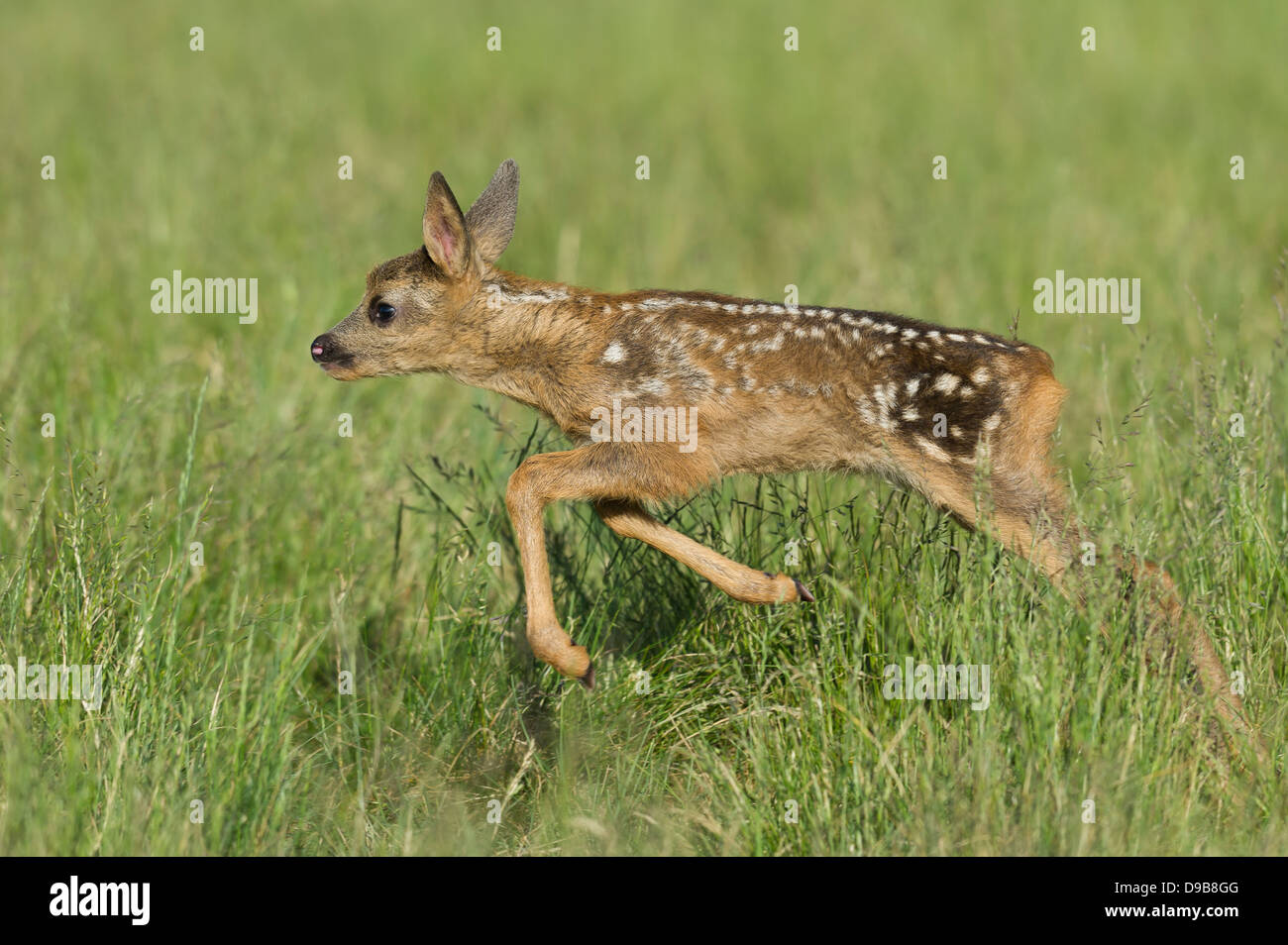 Kitz, Reh, Rehkitz Stock Photo - Alamy