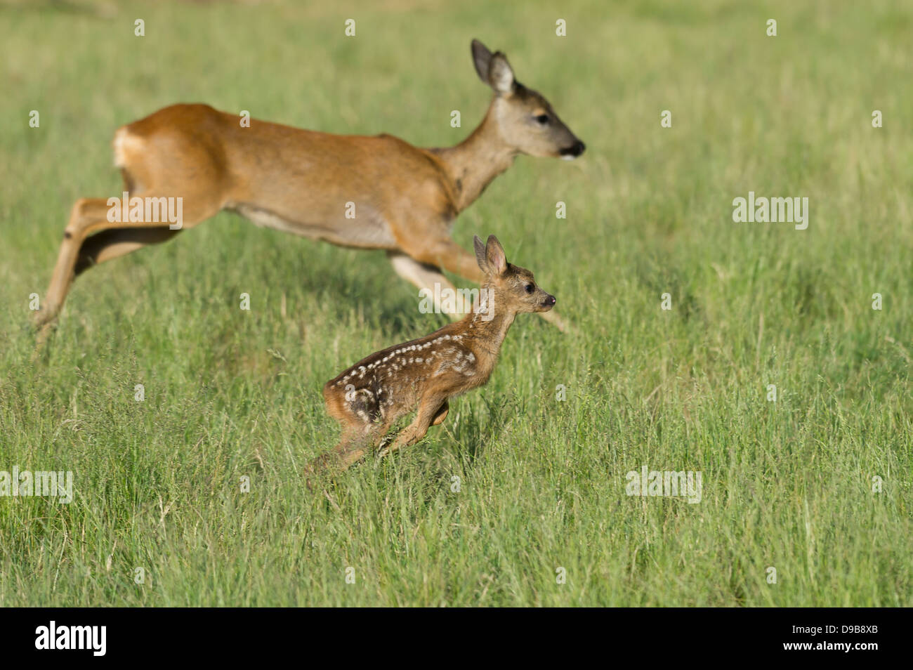 Kitz und Ricke, Reh, Rehkitz Stock Photo - Alamy