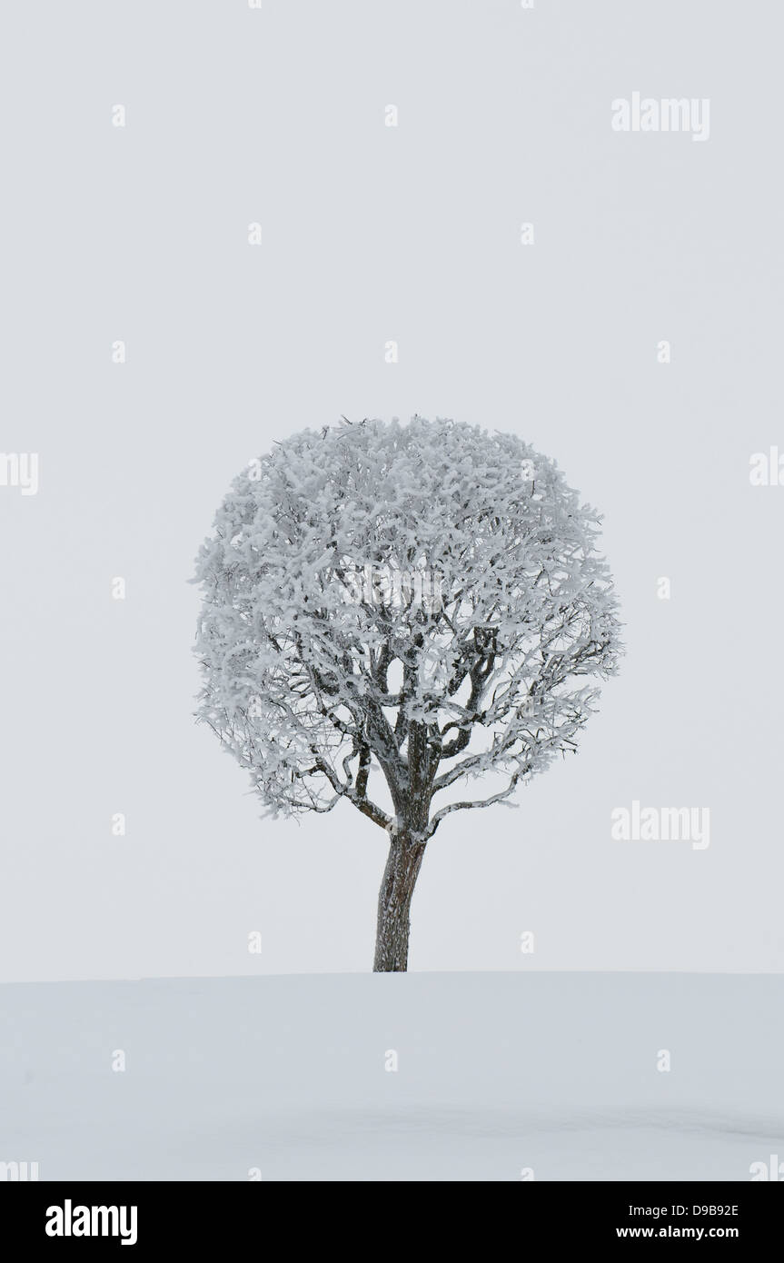 Winter tree background forest hi-res stock photography and images - Alamy