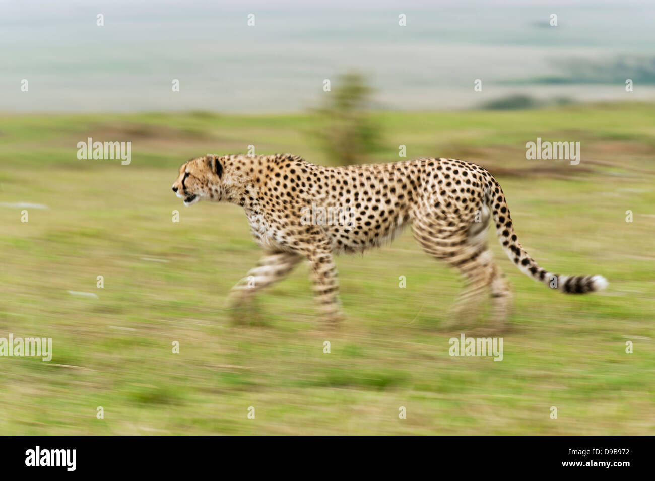 Cheetah chase a wildebeest hi-res stock photography and images - Alamy