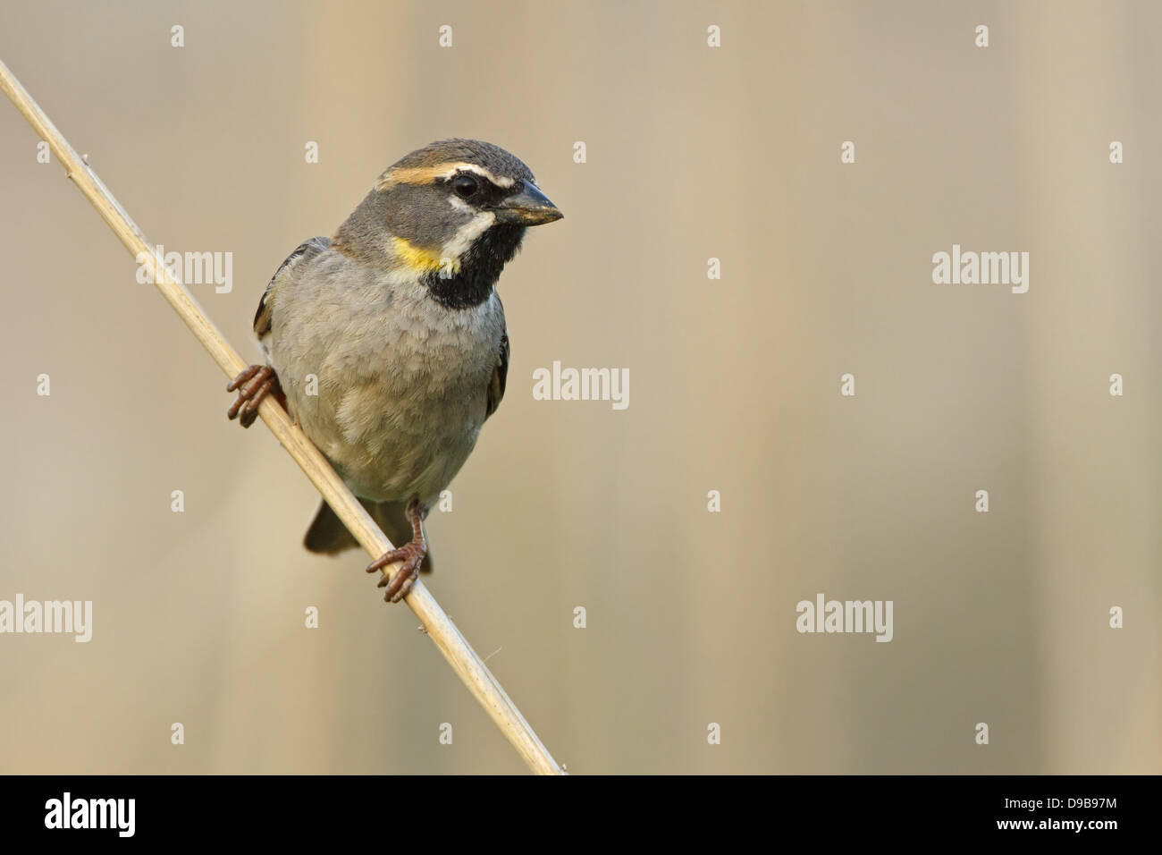 Passer moabiticus hi-res stock photography and images - Alamy
