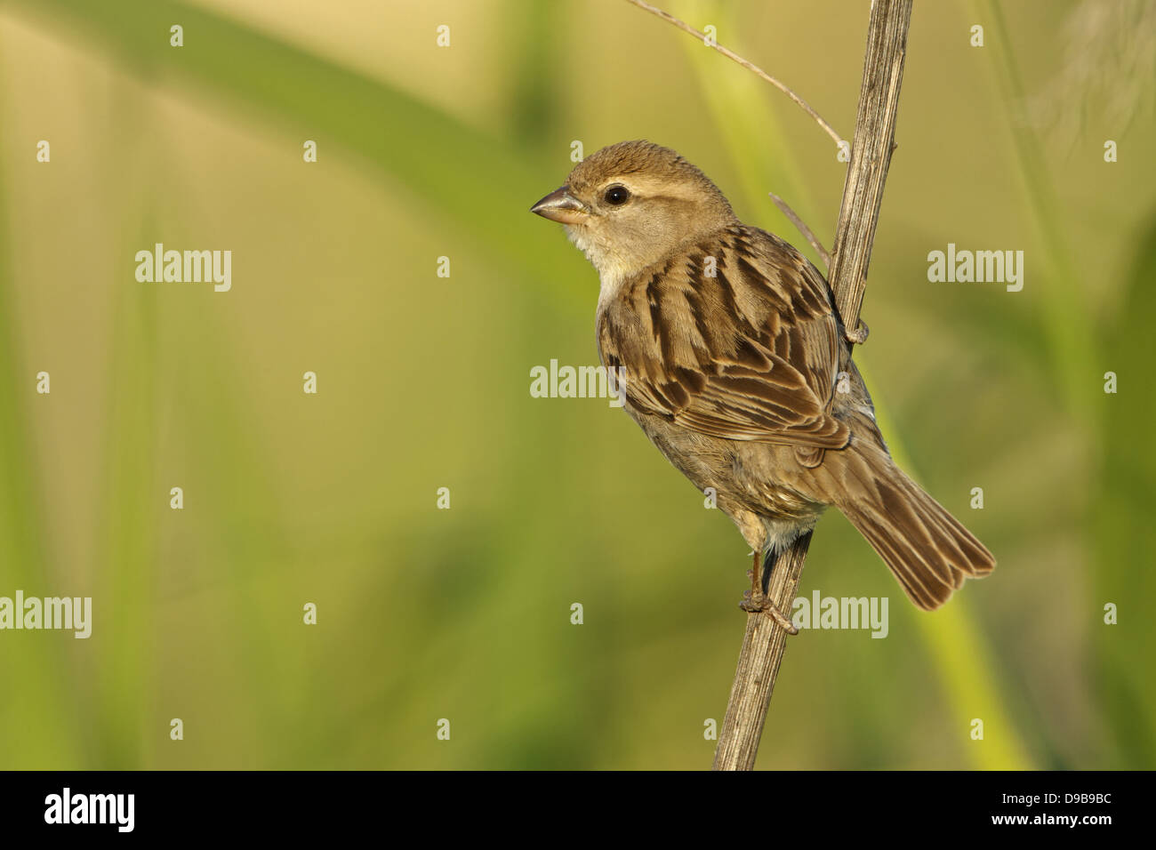 Passer moabiticus hi-res stock photography and images - Alamy