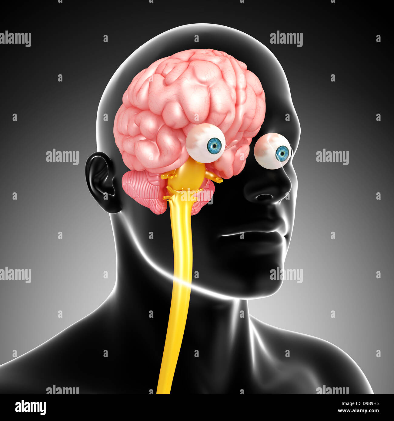 nervous system of human head anatomy in x-ray form Stock Photo - Alamy