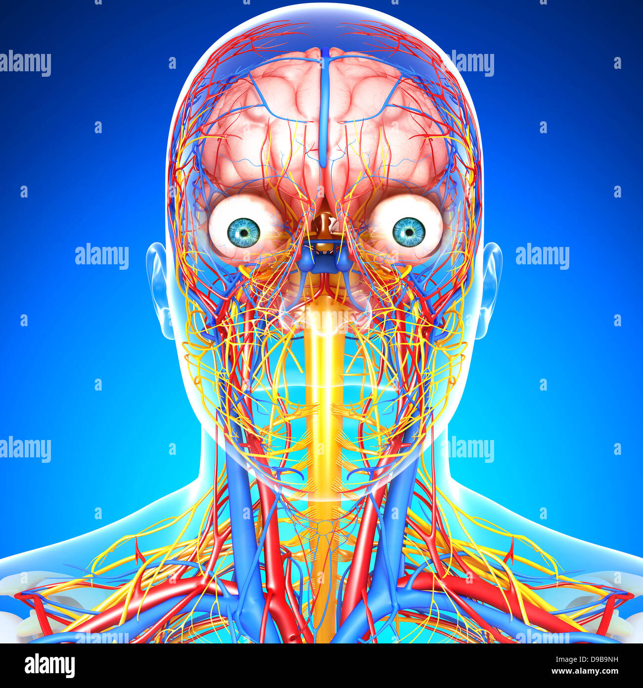 circulatory system of human head anatomy Stock Photo - Alamy
