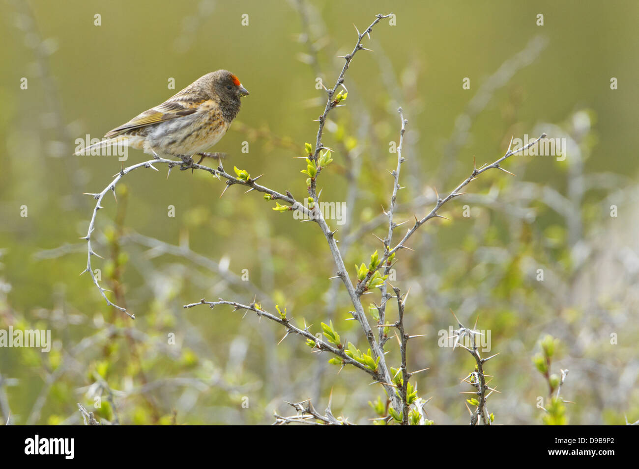 Rotstirngirlitz, Red-fronted Serin, Fire-fronted Serin, Serinus ...