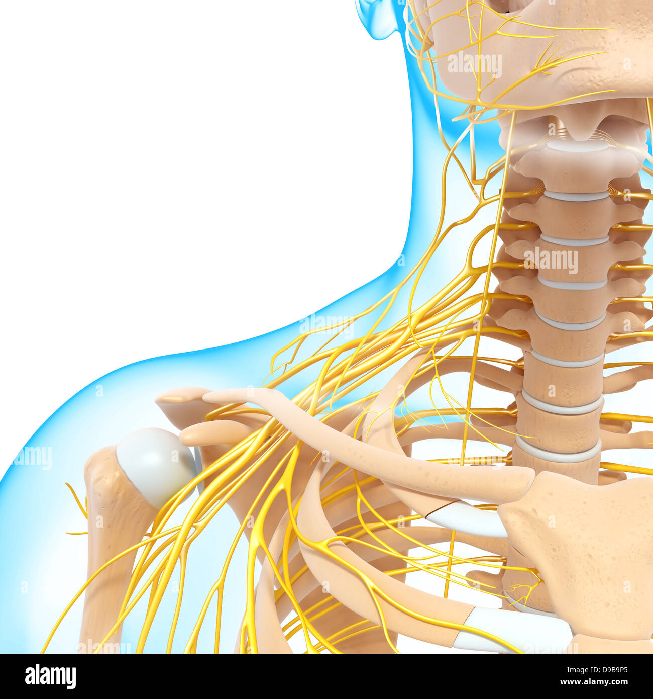 Nervous system diagram hi-res stock photography and images - Alamy