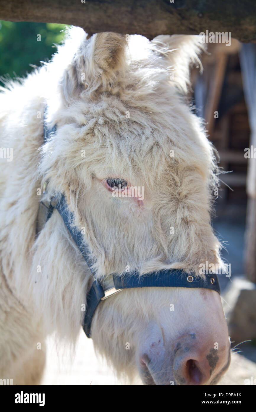 Donkey bridle hi-res stock photography and images - Alamy