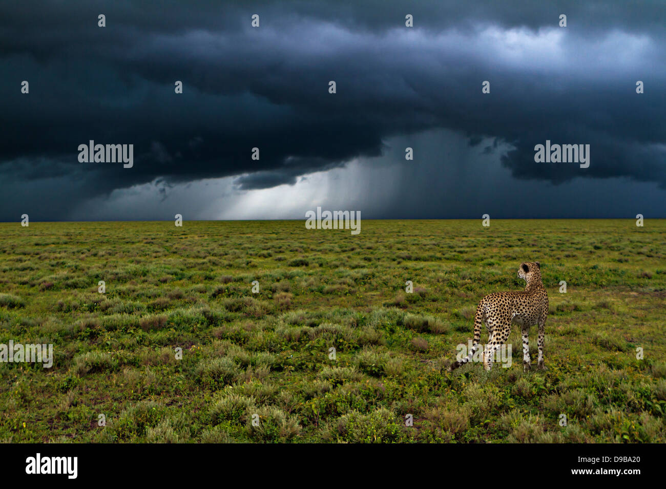 Cheetah in a thunderstorm, Serengeti Tanzania Stock Photo - Alamy