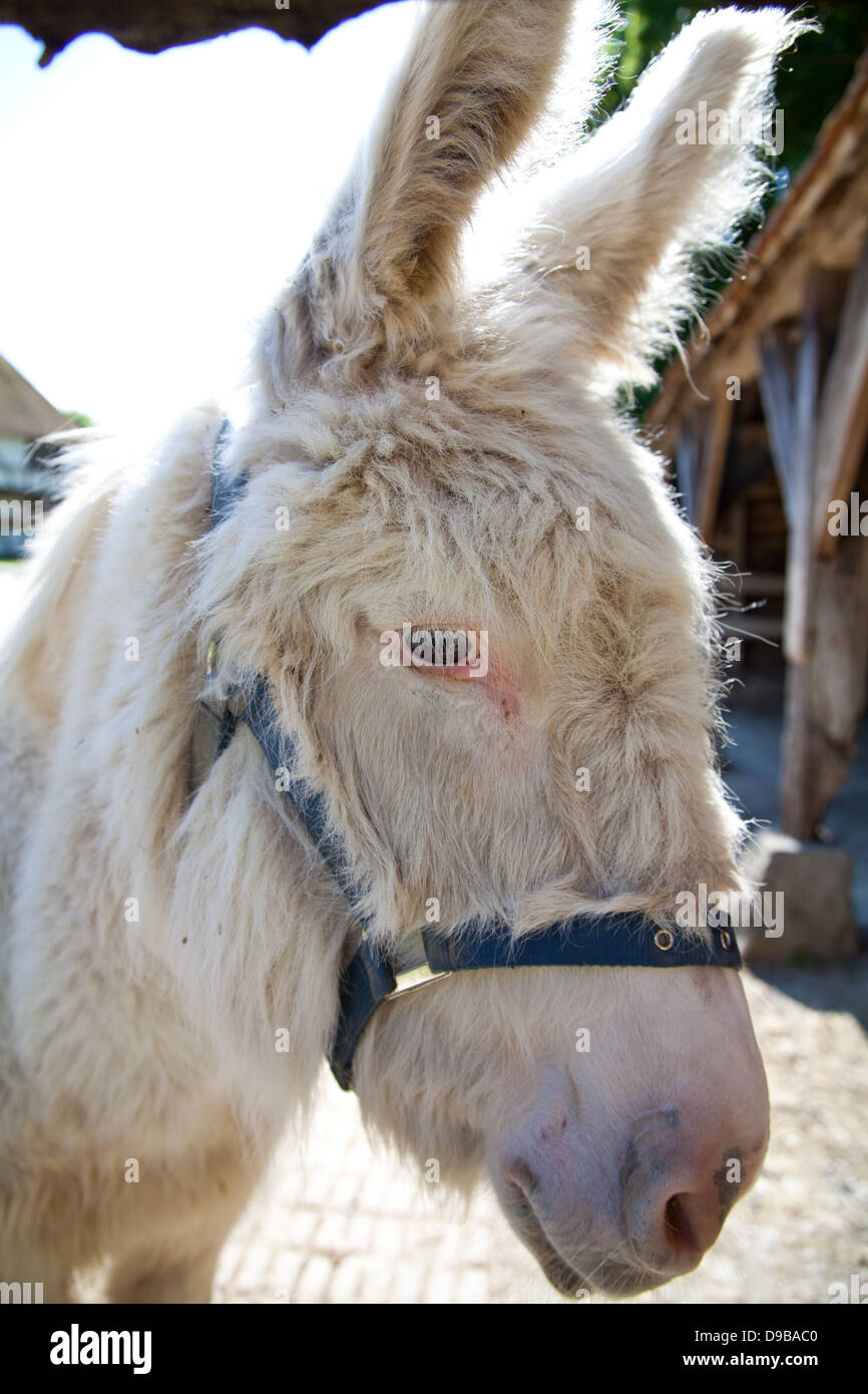 Donkey bridle hi-res stock photography and images - Alamy
