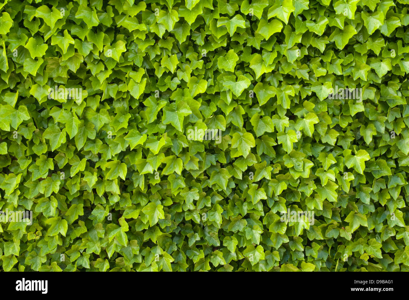 Ivy green hi-res stock photography and images - Alamy
