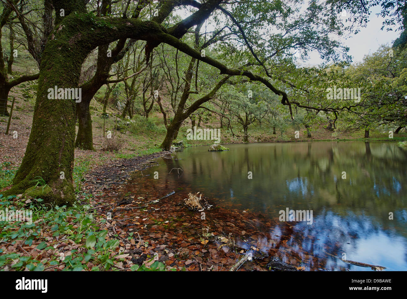 Andalusia alcornocales river hi-res stock photography and images - Alamy