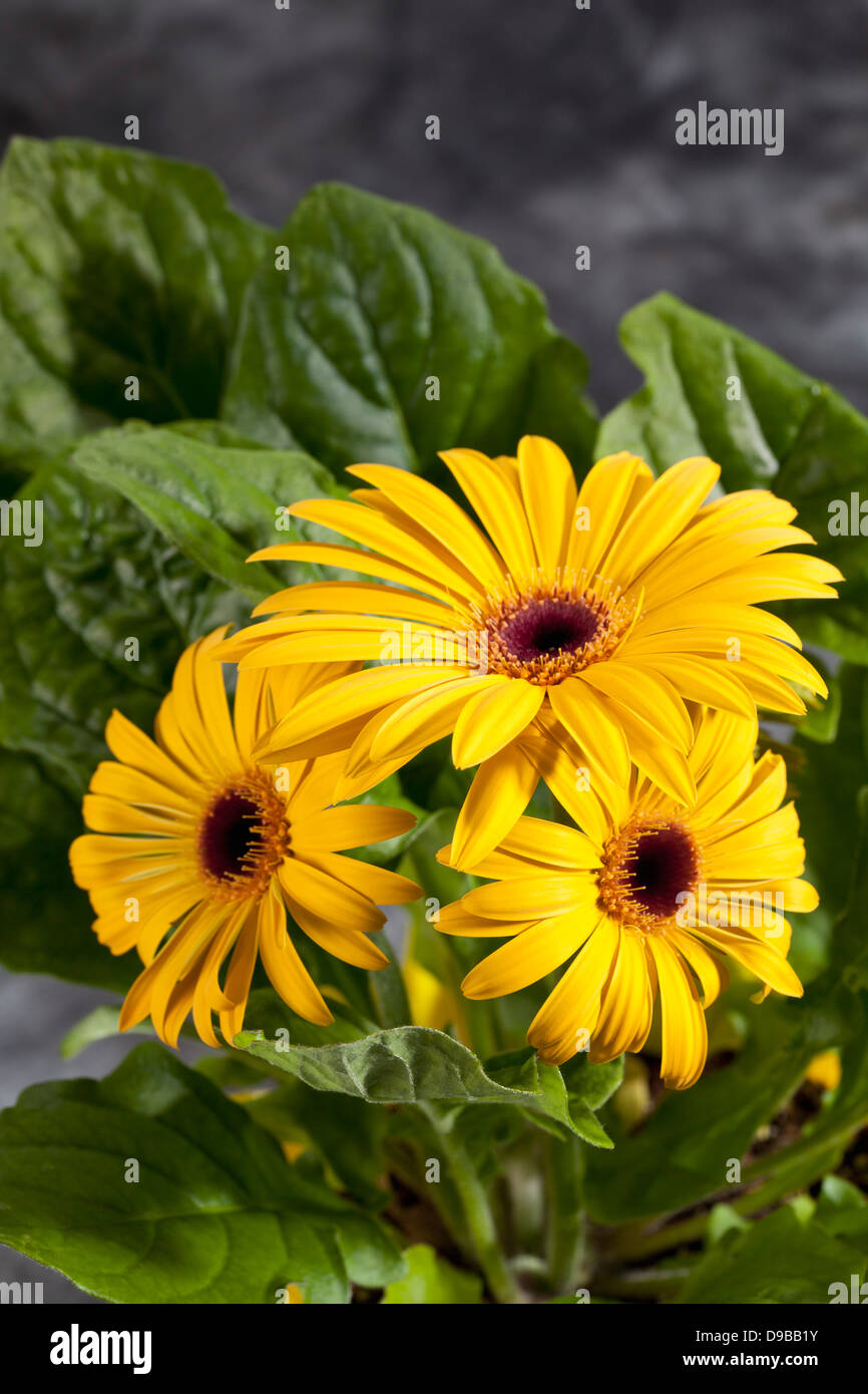 Yellow gerbera flowers, close up Stock Photo - Alamy