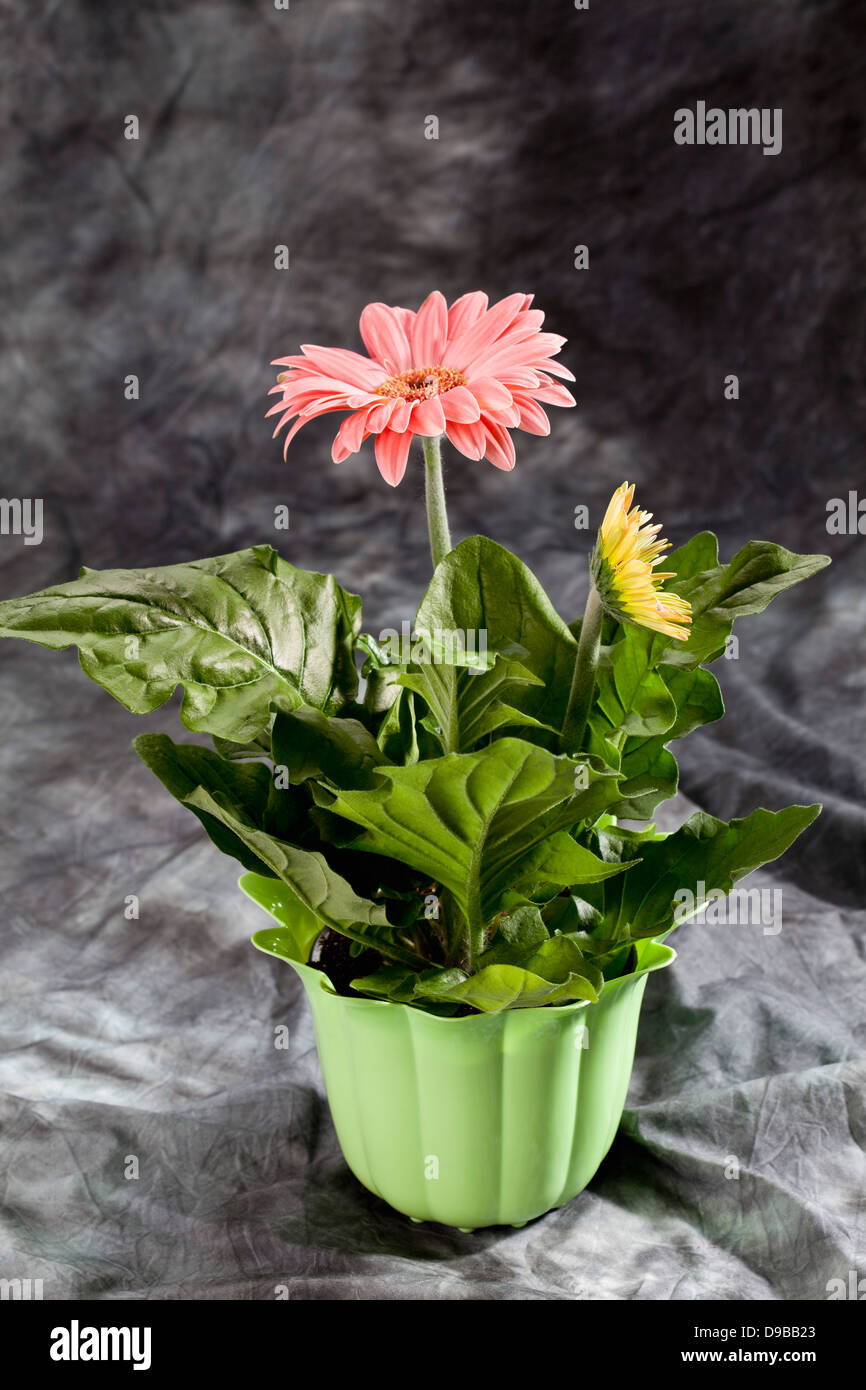 Gerbera flower plant pot hi-res stock photography and images - Alamy