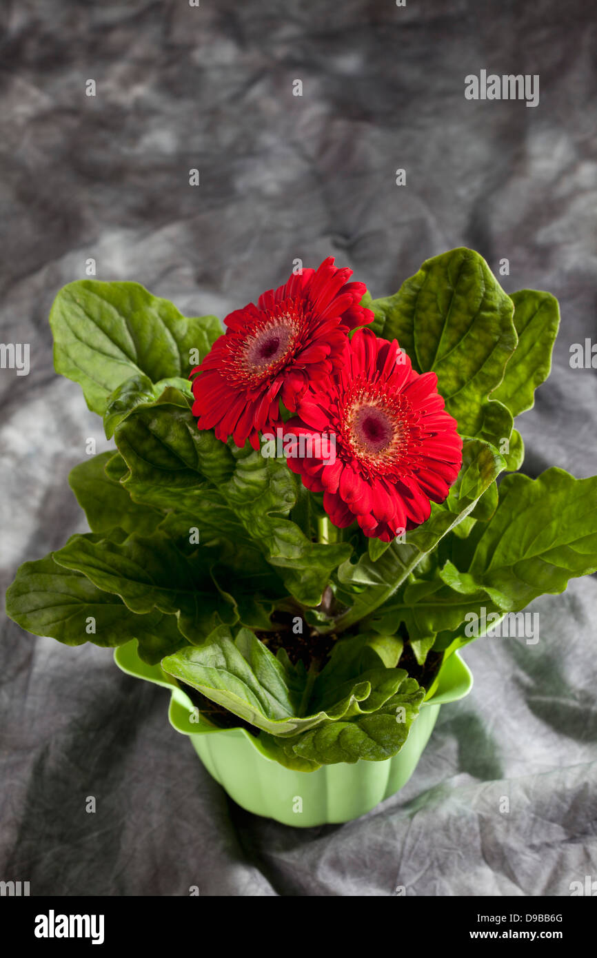 Red gerbera flowers in pot, close up Stock Photo - Alamy