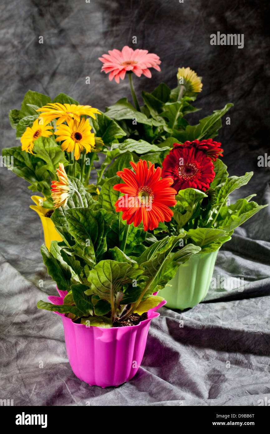 Mixture of gerbera flower in pot hi-res stock photography and images ...