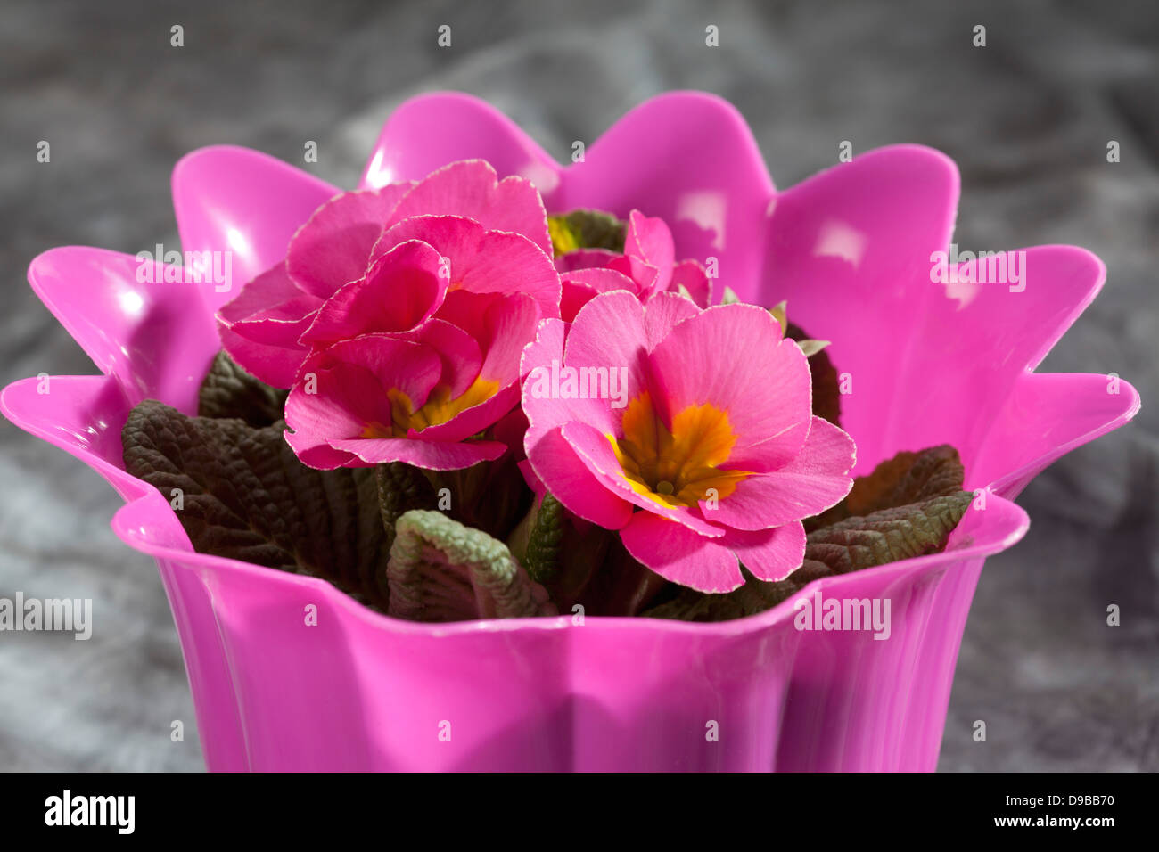 Pink primrose in pot, close up Stock Photo - Alamy