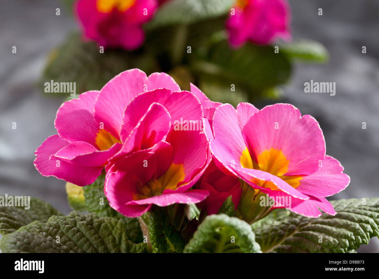 Pink primrose, close up Stock Photo - Alamy