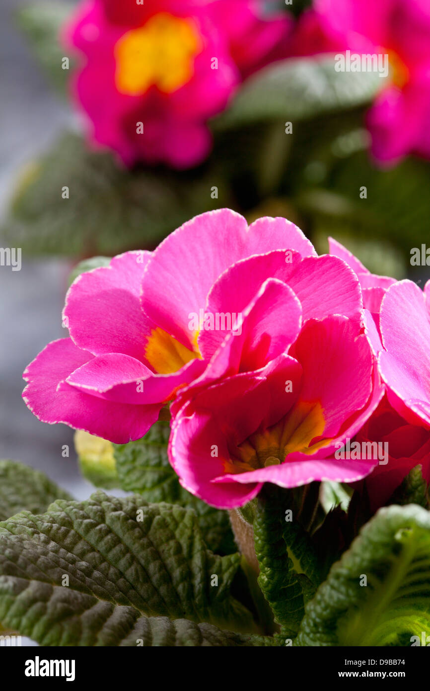 Pink primrose plant hi-res stock photography and images - Alamy