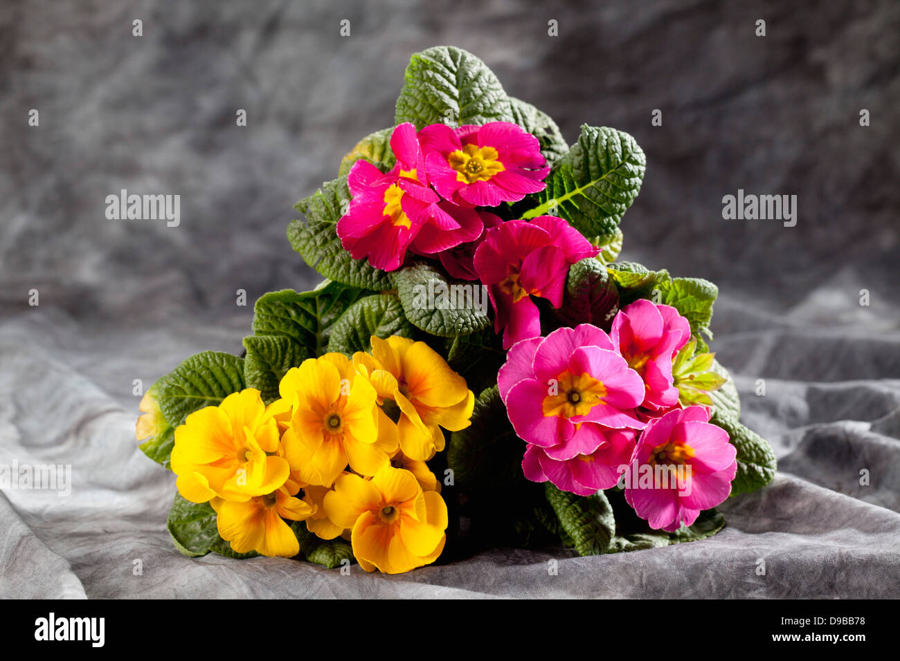 Variety of primrose on grey background, close up Stock Photo - Alamy