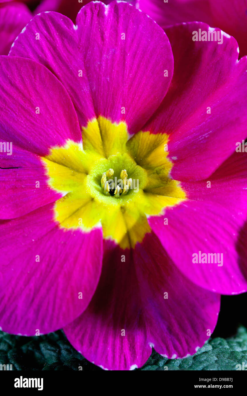 Pink primrose, close up Stock Photo - Alamy