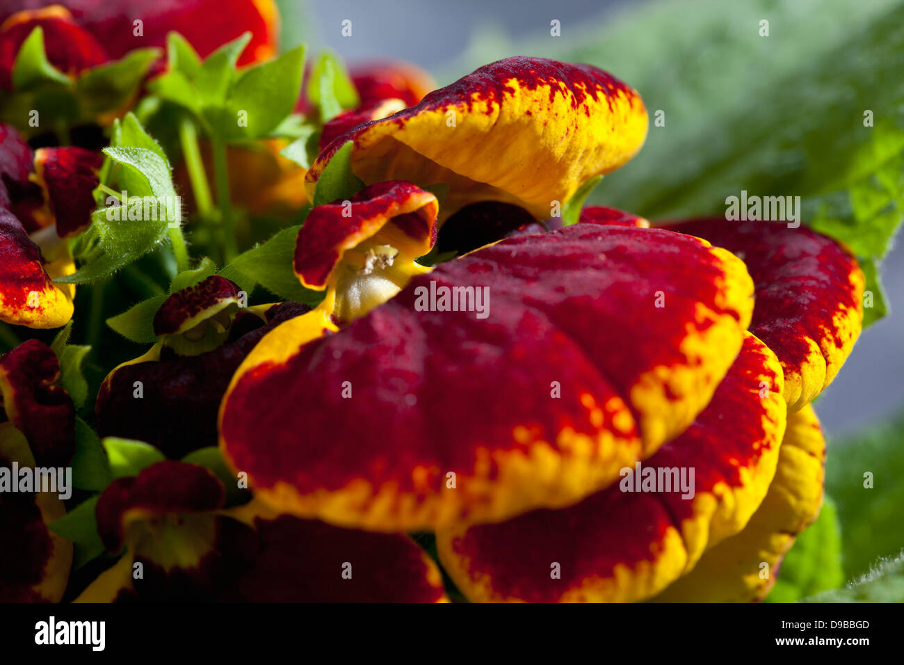 Red slipper flowers hi-res stock photography and images - Alamy