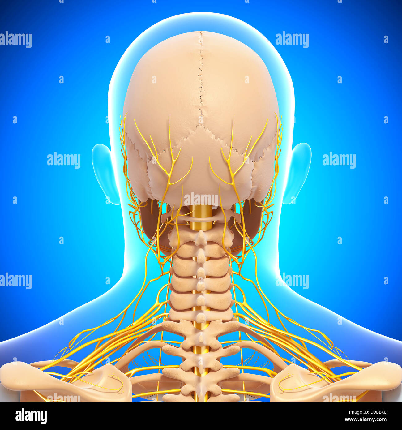 Nervous system diagram hi-res stock photography and images - Alamy