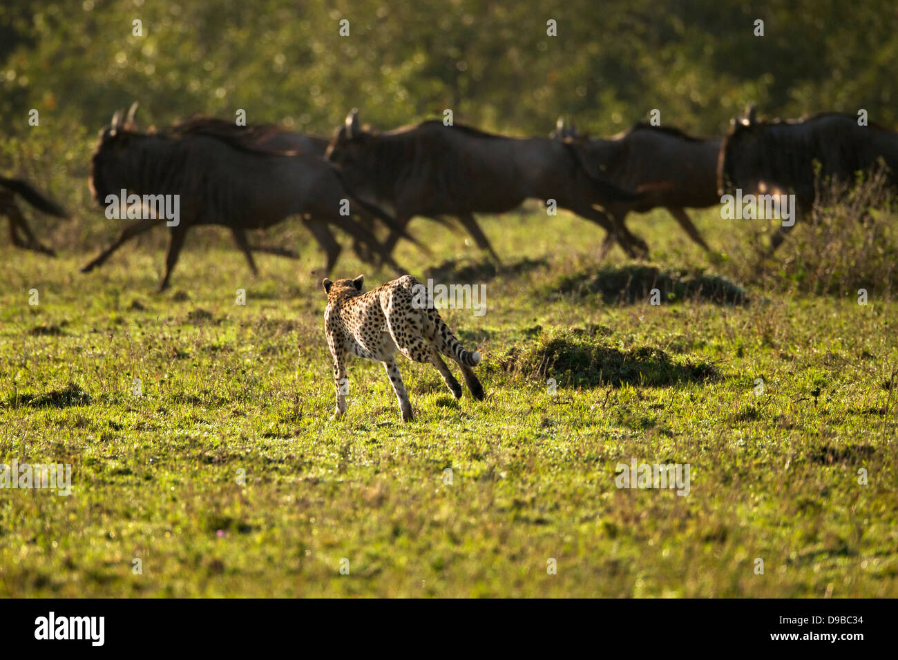 Cheetah Chasing Wildebeest