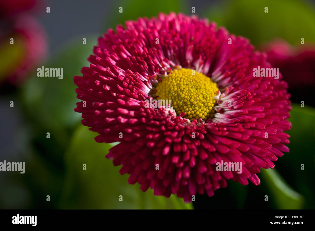 Daisy flower, close up Stock Photo - Alamy