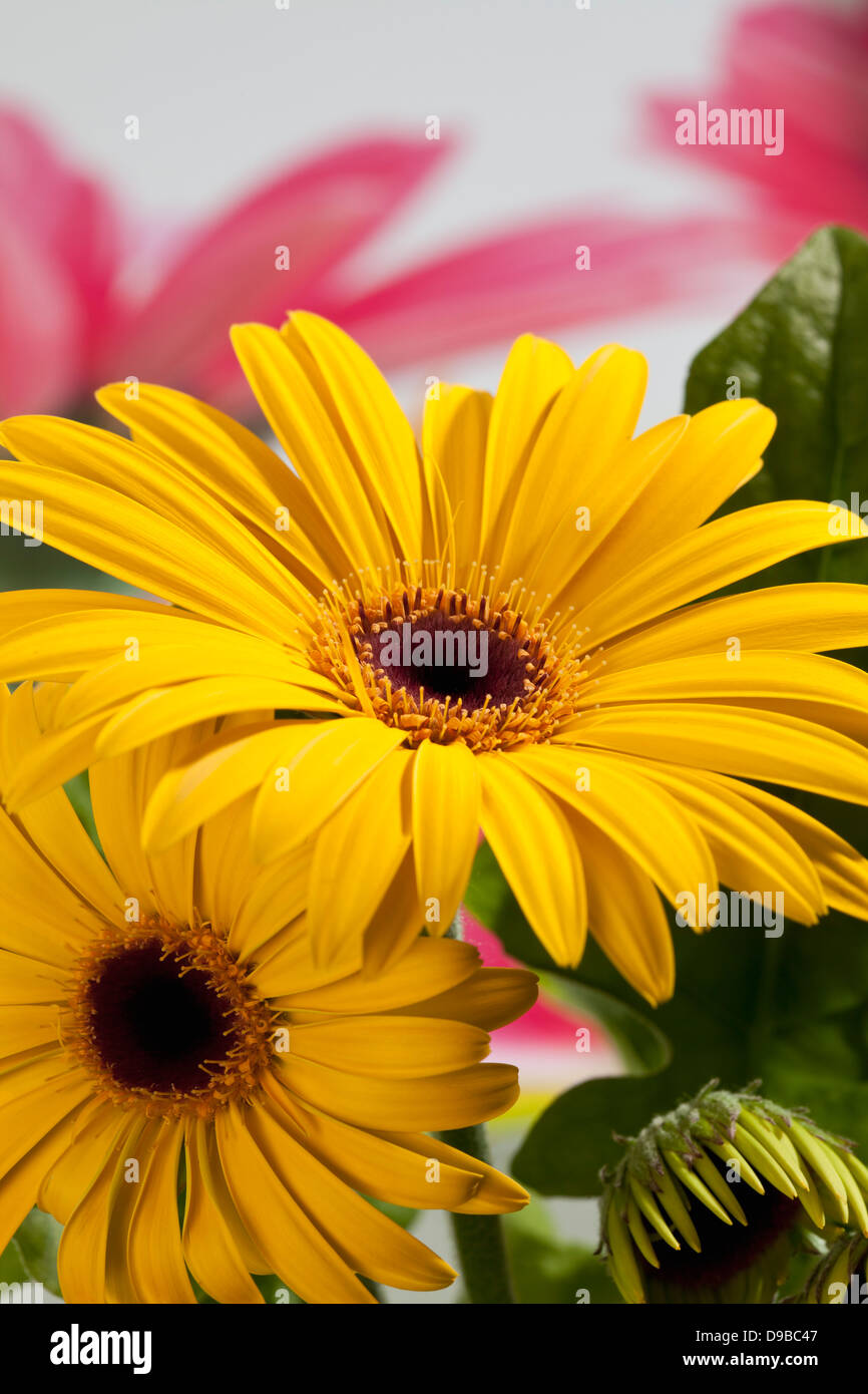 Yellow gerbera flowers, close up Stock Photo - Alamy