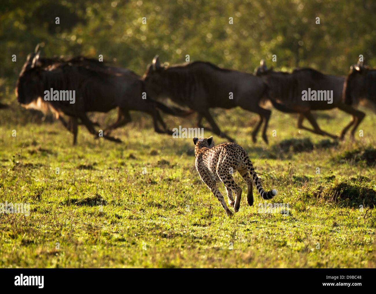 Cheetah chase a wildebeest hi-res stock photography and images - Alamy