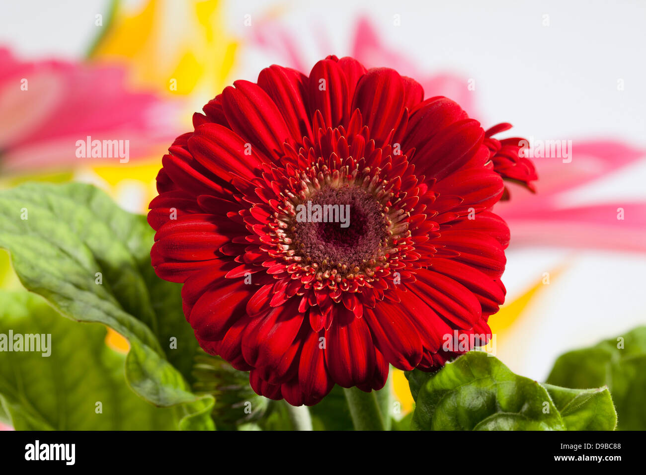Red gerbera flower, close up Stock Photo - Alamy