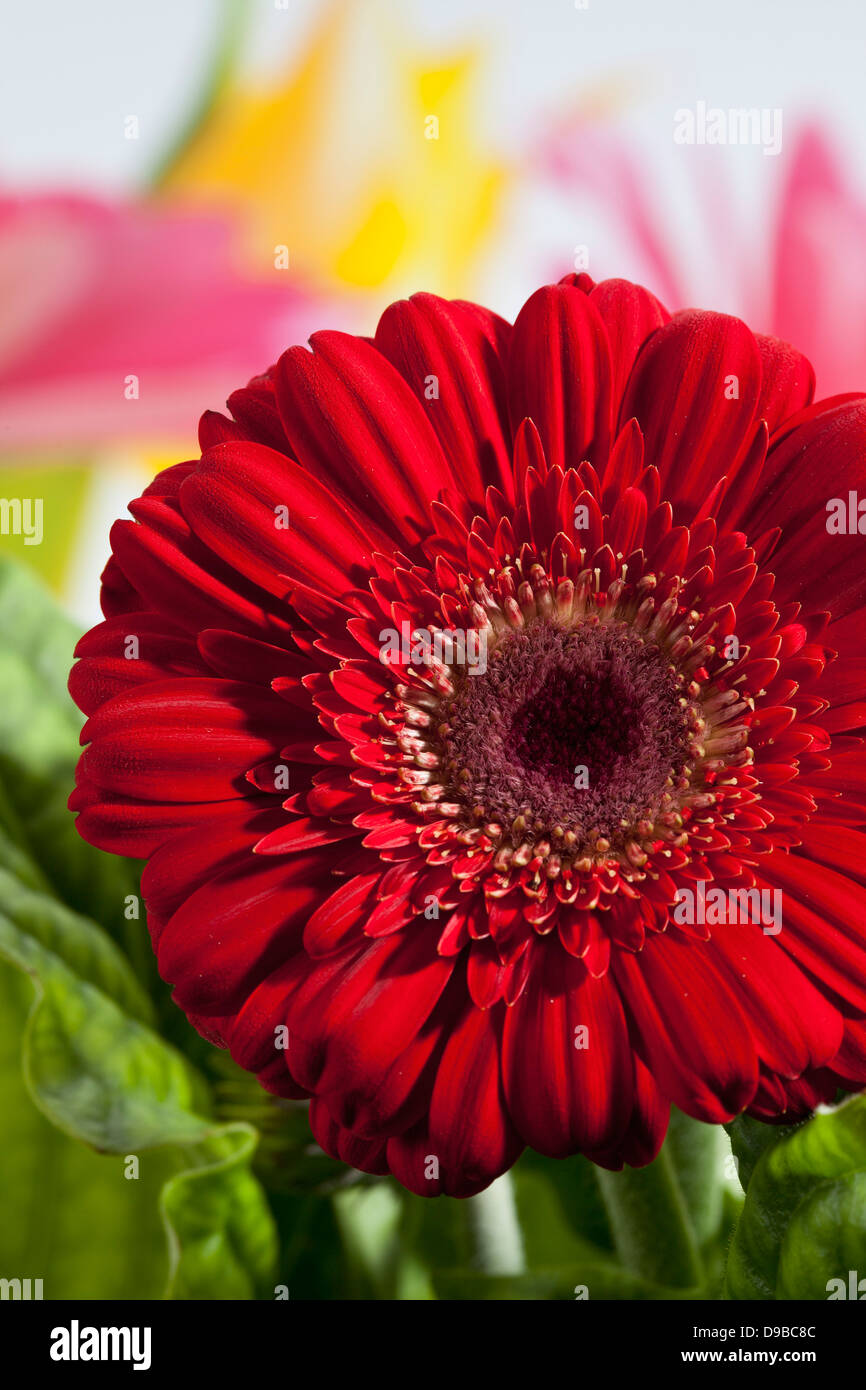 Red gerbera flower, close up Stock Photo - Alamy