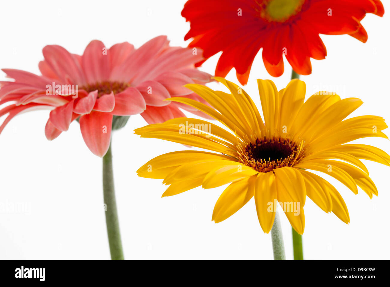 Variety of gerbera flowers, close up Stock Photo - Alamy