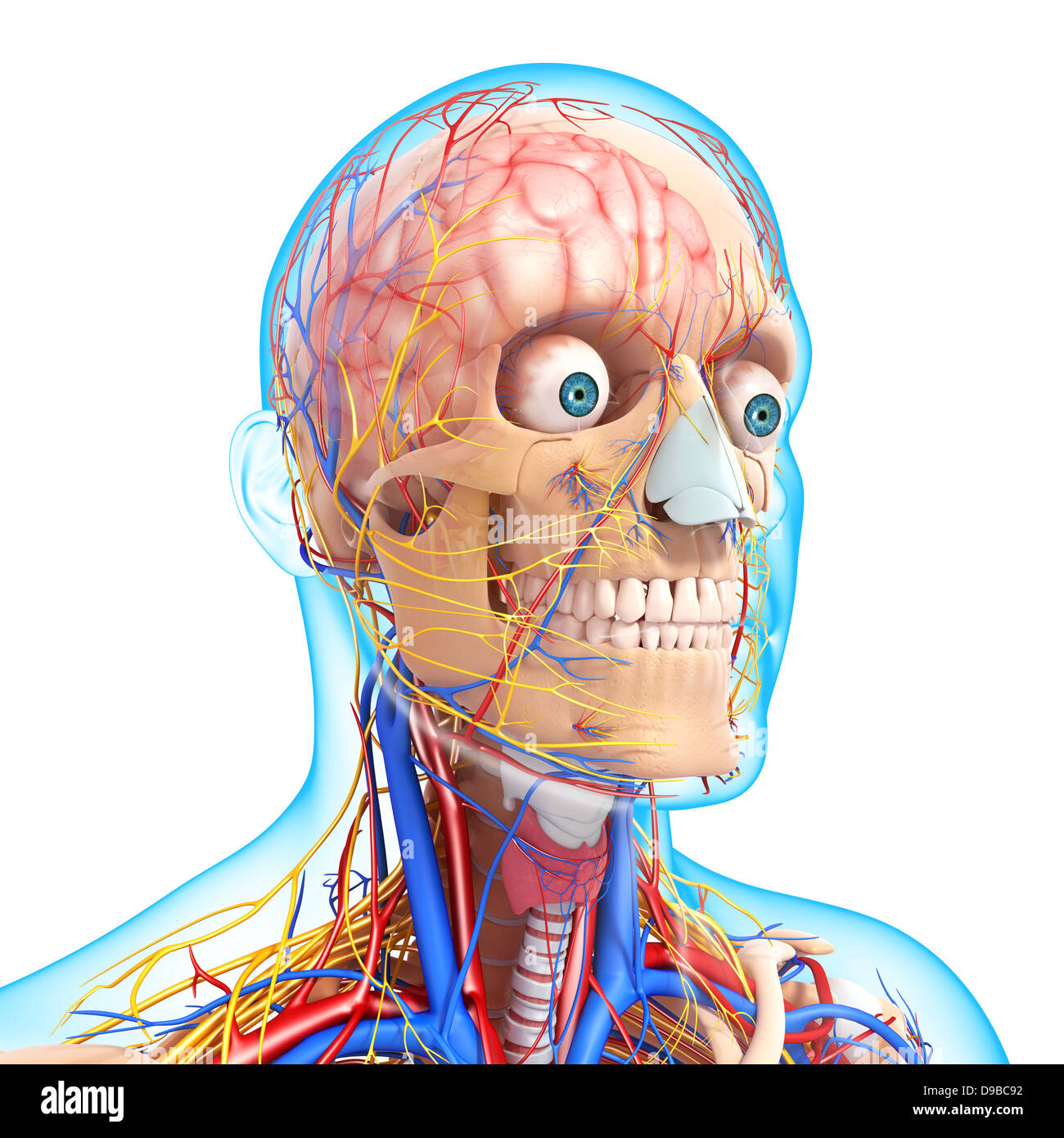 Head Anatomy High Resolution Stock Photography and Images - Alamy