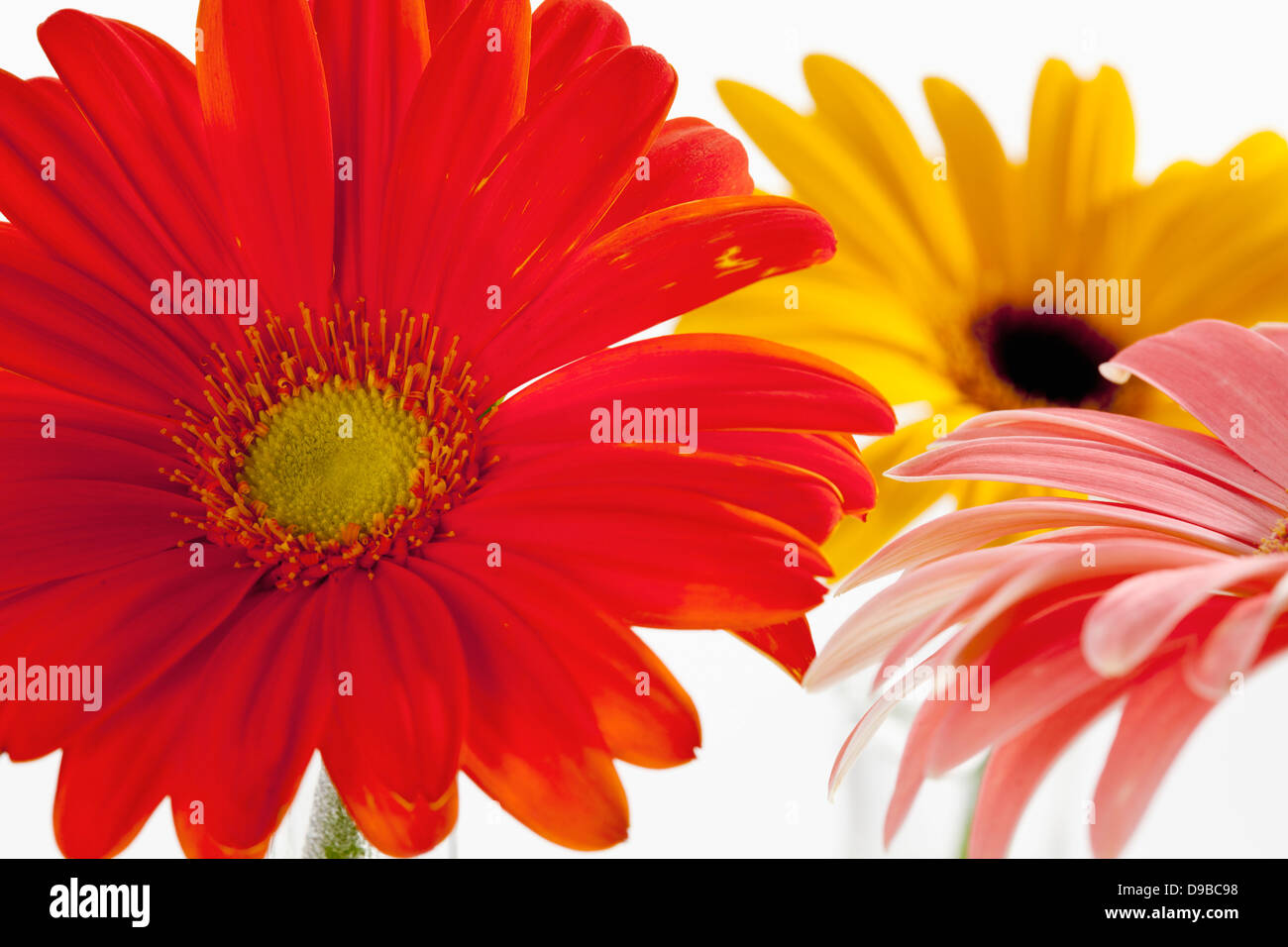 Variety of gerbera flowers, close up Stock Photo - Alamy