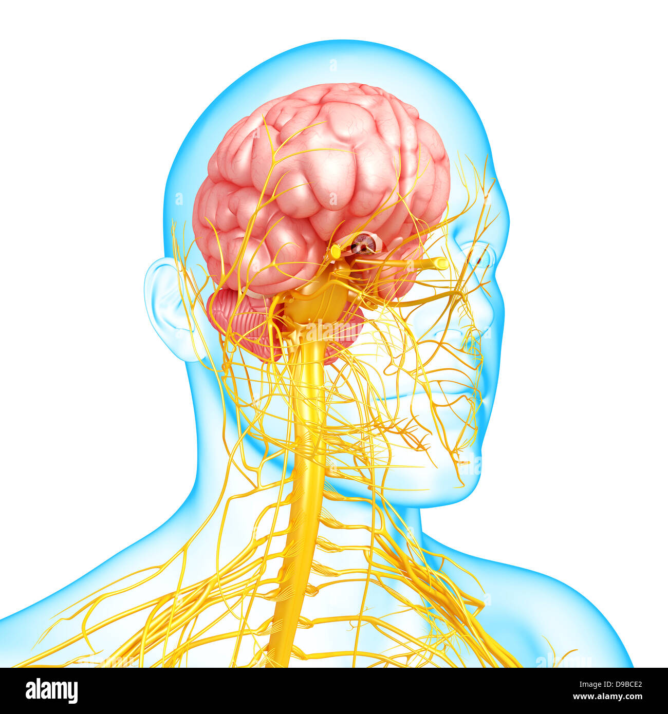 nervous system of human head anatomy in x-ray form Stock Photo - Alamy