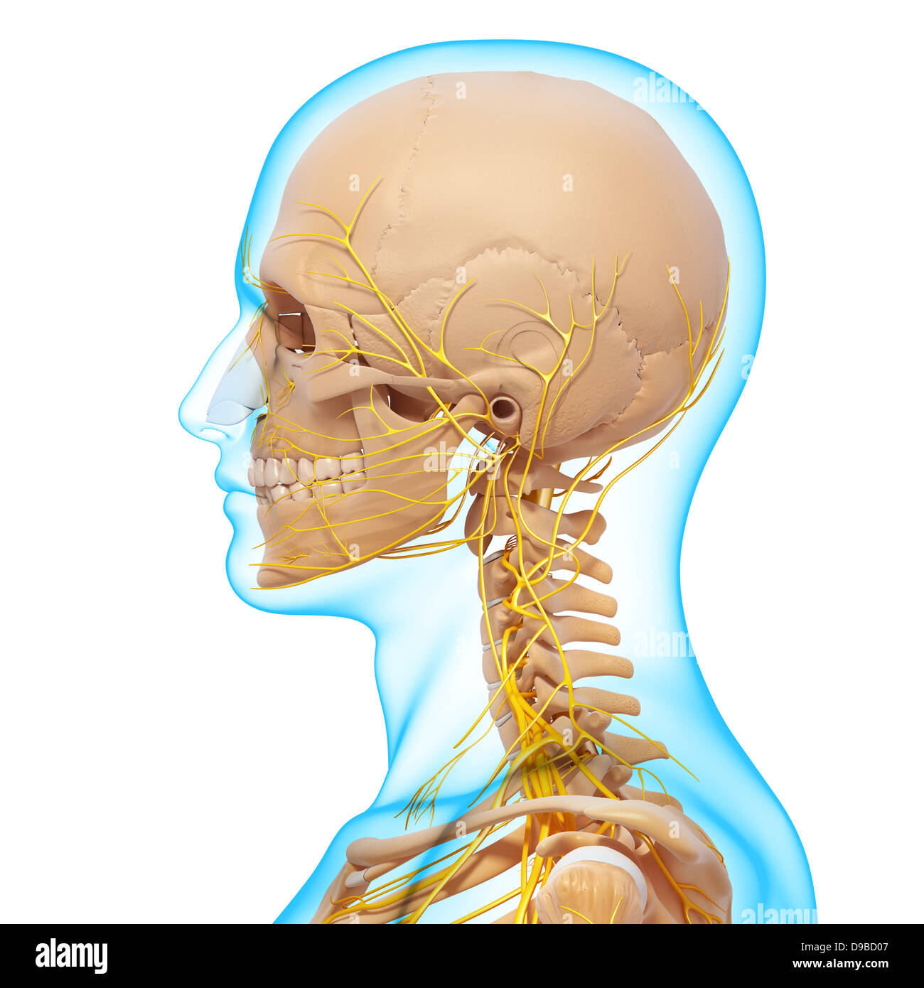 nervous system of human head anatomy in x-ray form Stock Photo - Alamy