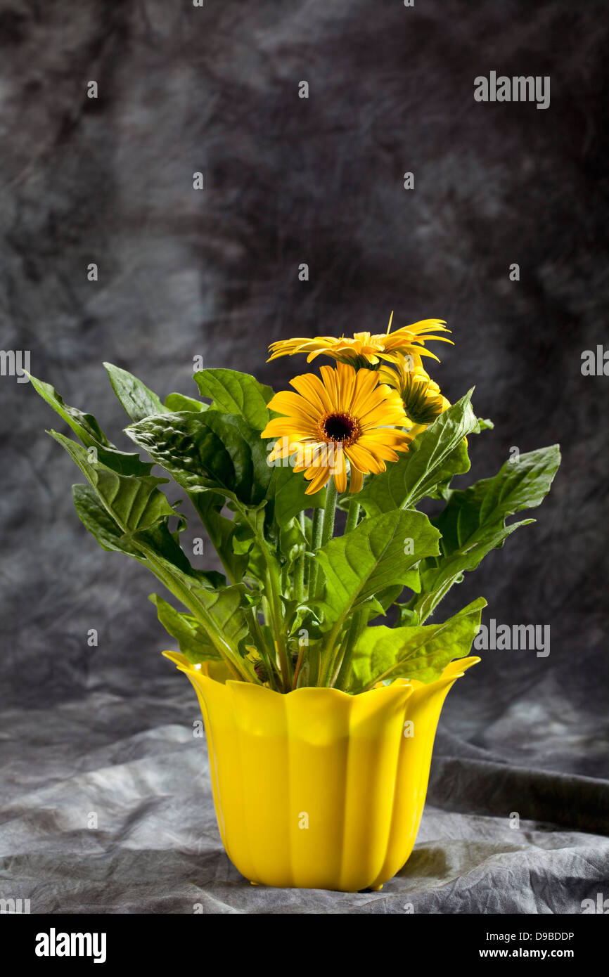 Gerbera plant pot hi-res stock photography and images - Alamy