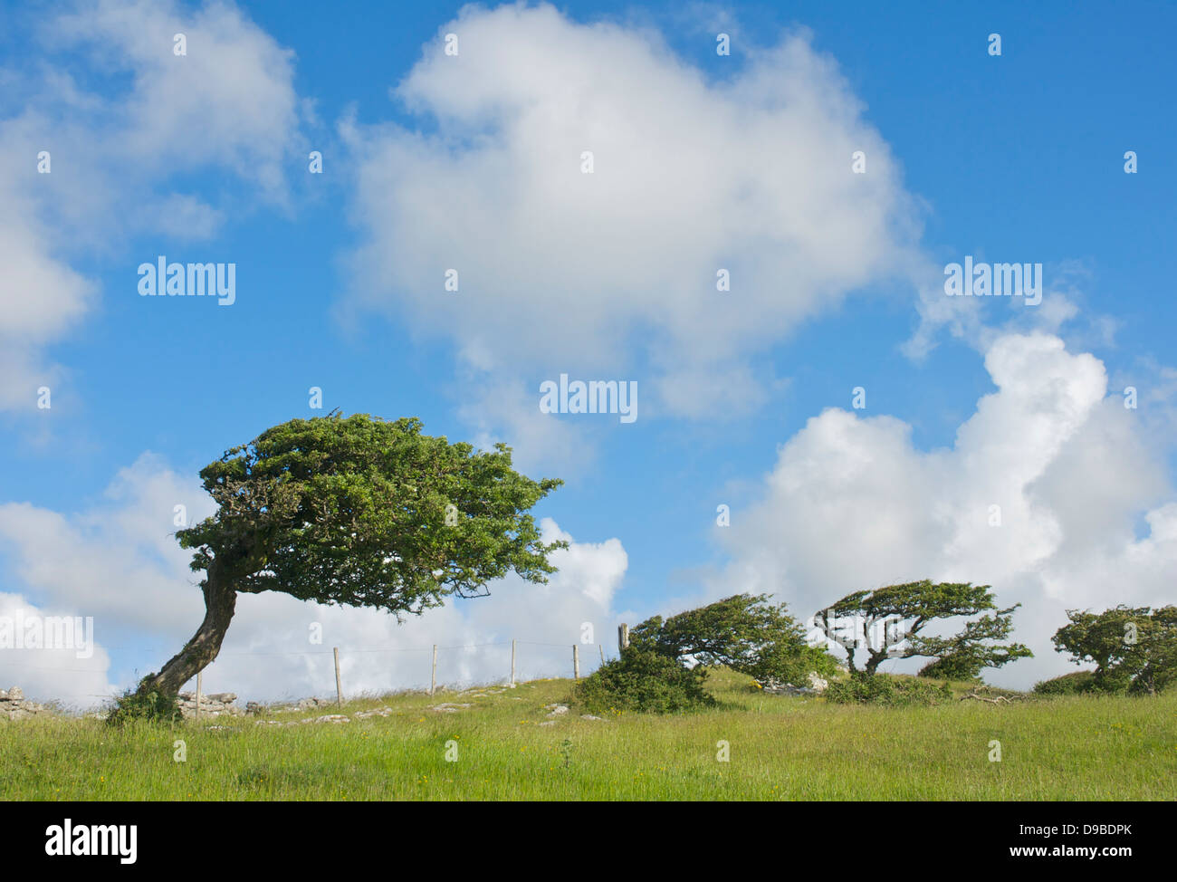 Wind-blown trees on the limestone outcrop of Humphrey Head, South ...
