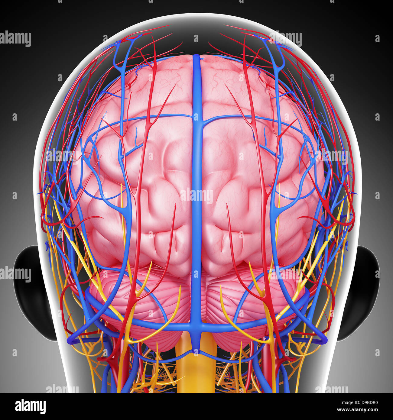 circulatory system of human head anatomy Stock Photo - Alamy