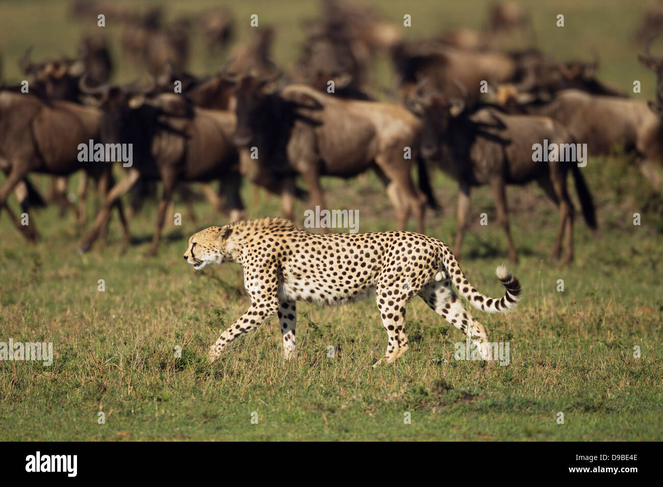 Cheetah capture a wildebeest hi-res stock photography and images - Alamy