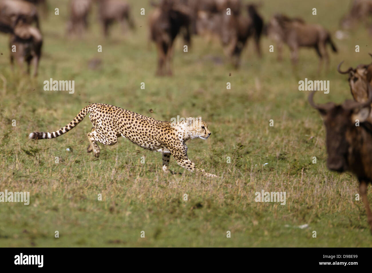 Cheetah chase a wildebeest hi-res stock photography and images - Alamy