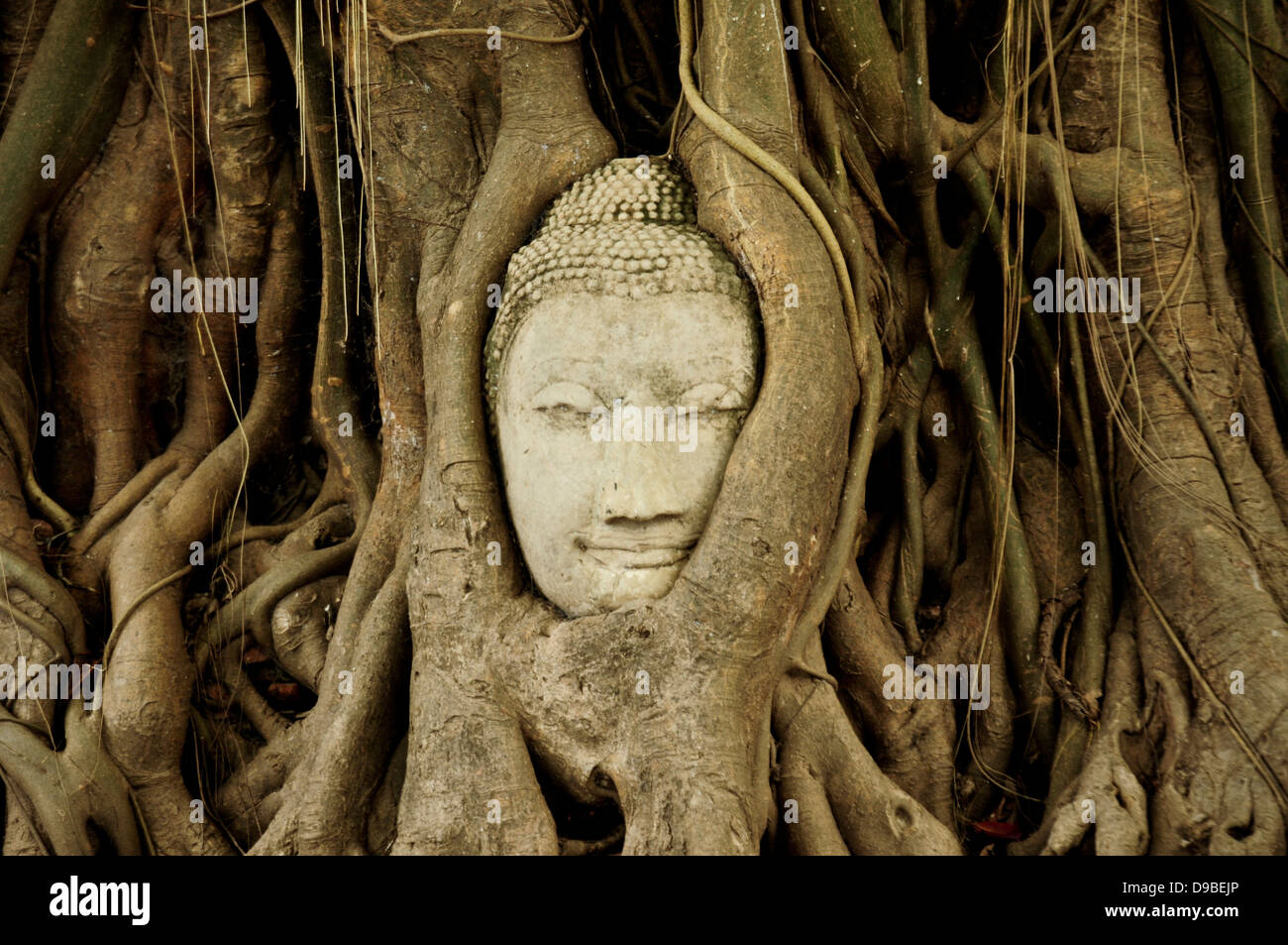 Tree root buddha hi-res stock photography and images - Alamy