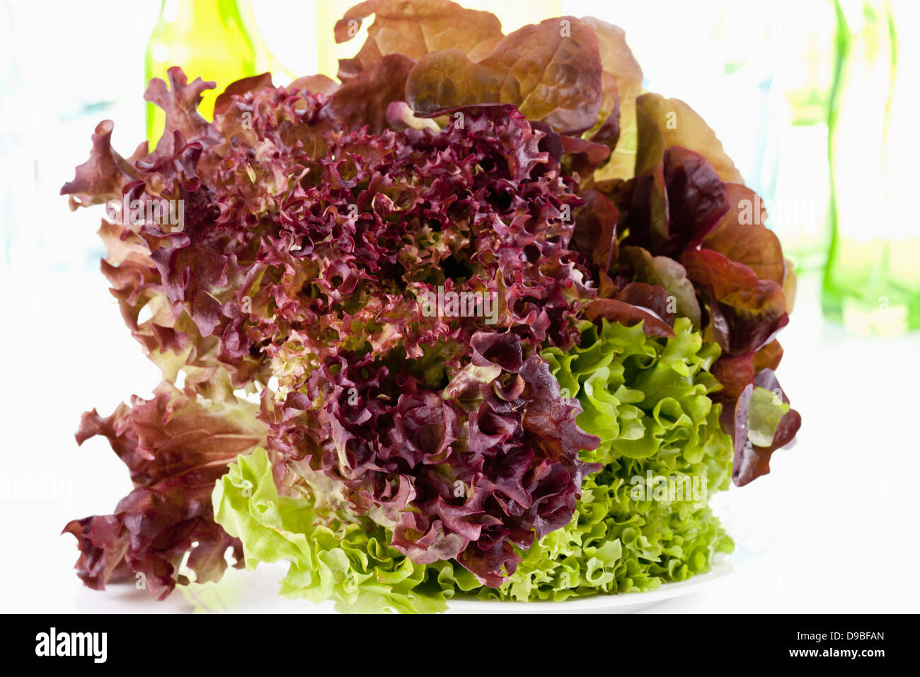 Lollo rosso bianco lettuce hi-res stock photography and images - Alamy