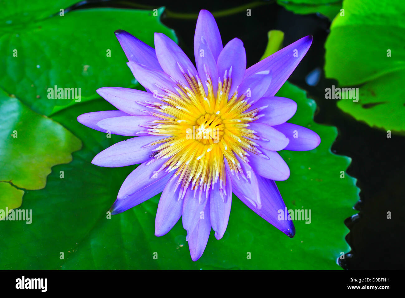 Beautiful blue lotus, shot close up in summer Stock Photo - Alamy