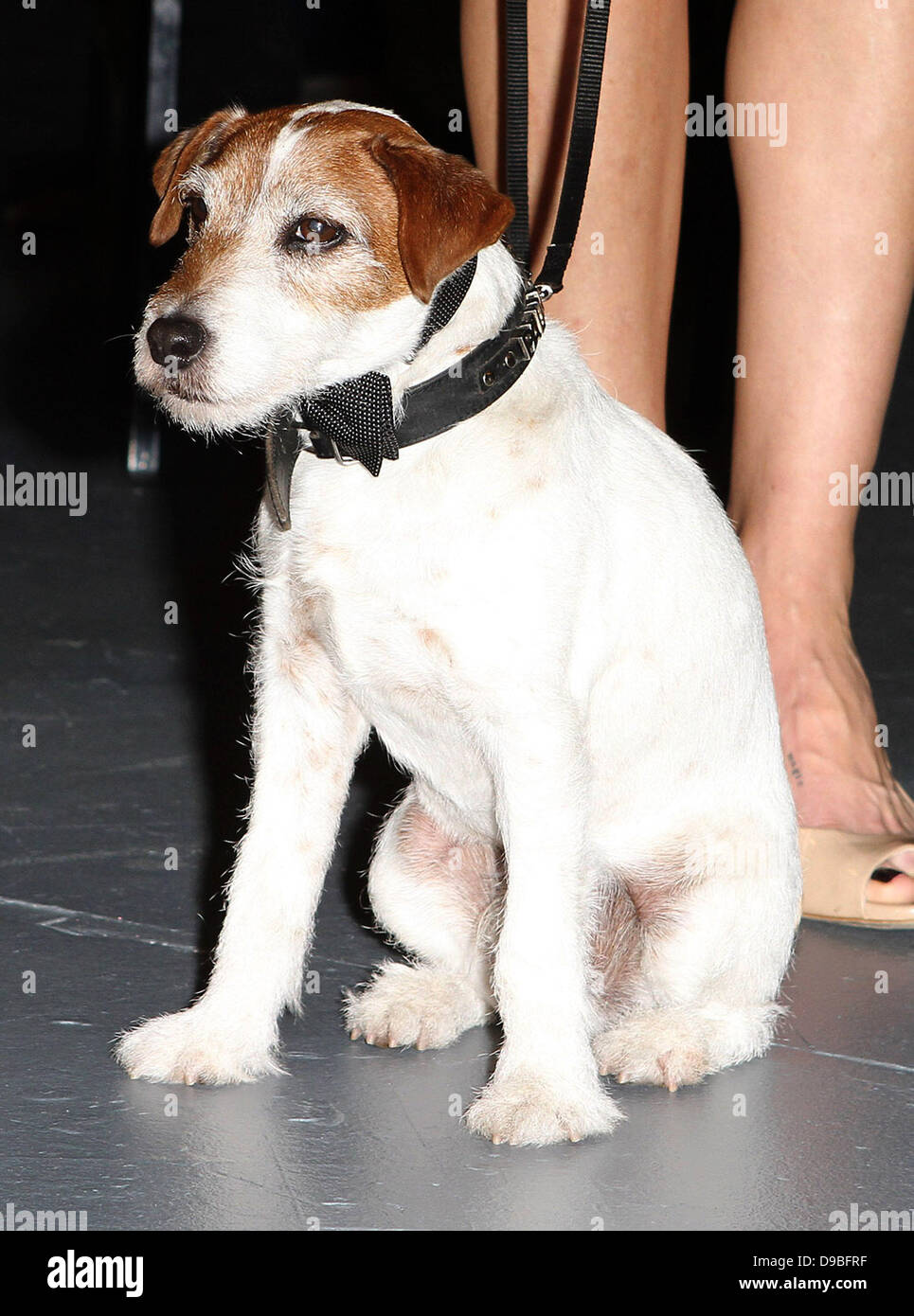 Uggie the dog, at the Commendation from The City of Los Angeles to 'THE ...
