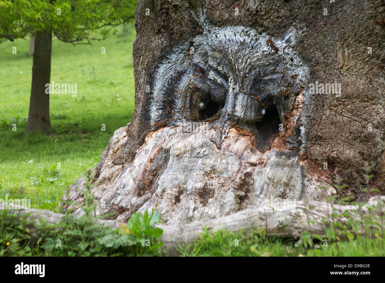 owl design on tree trunk Stock Photo - Alamy