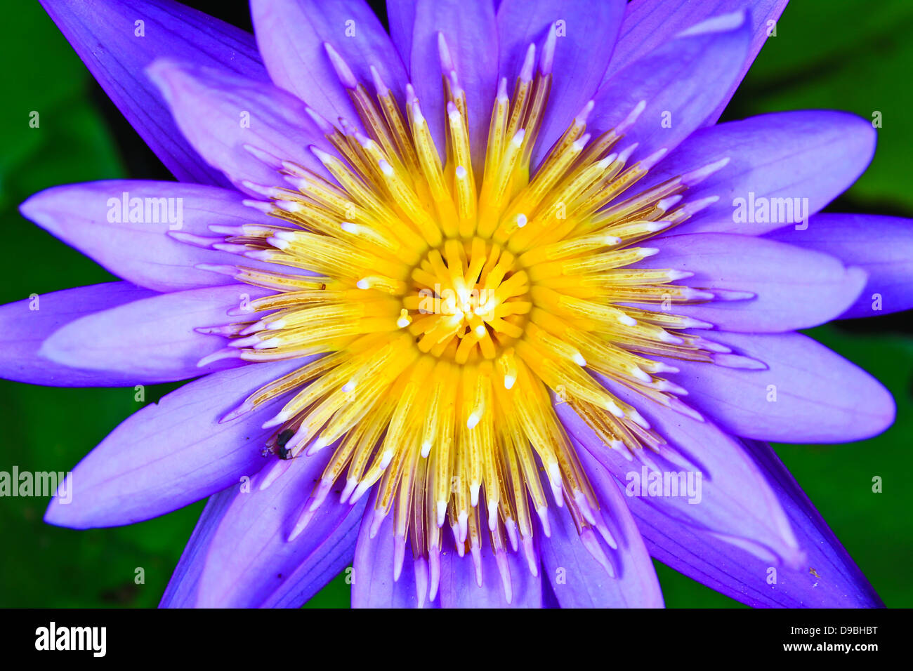 Beautiful blue lotus, shot close up in summer Stock Photo - Alamy