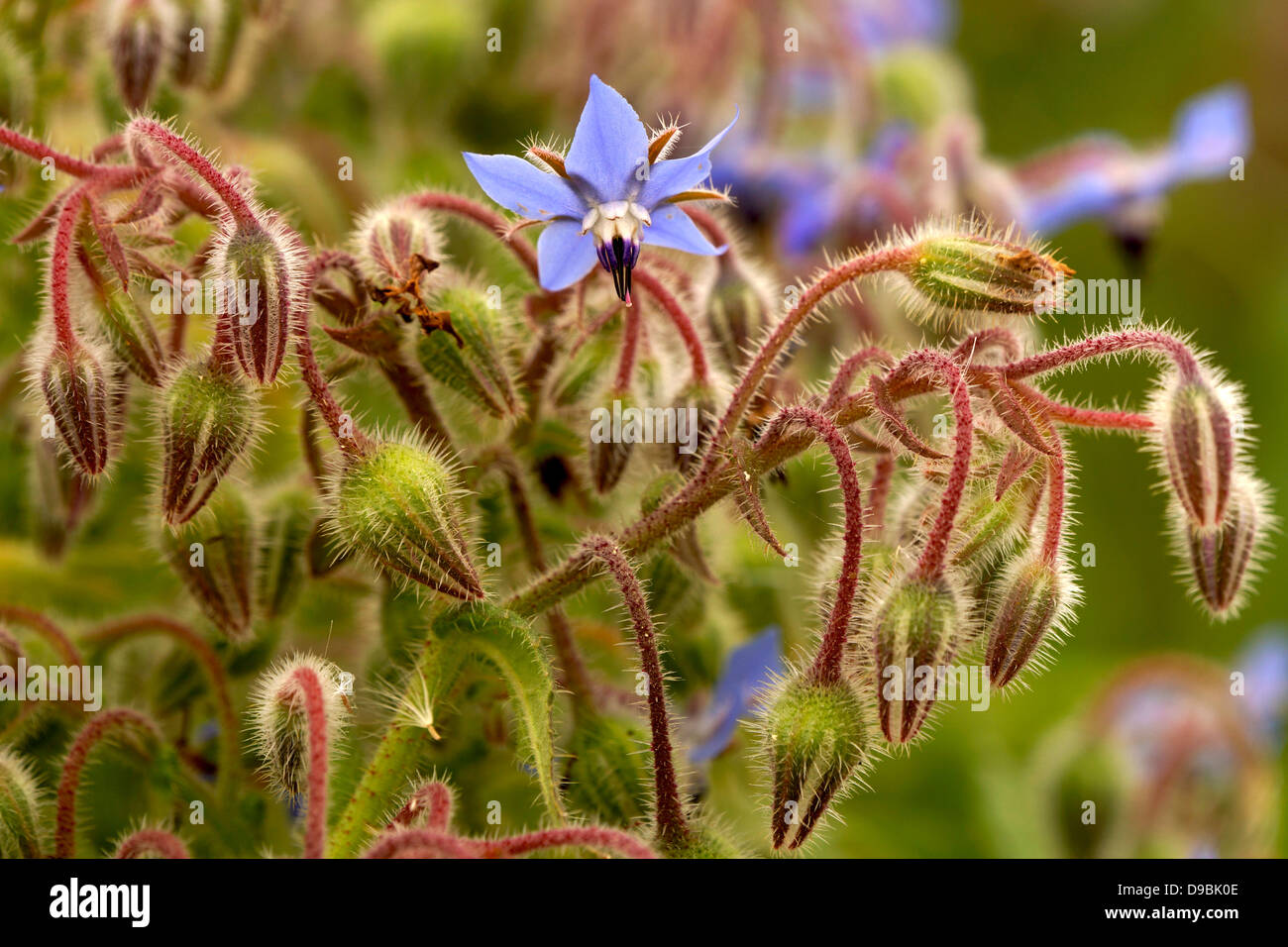 Flor azul hi-res stock photography and images - Alamy