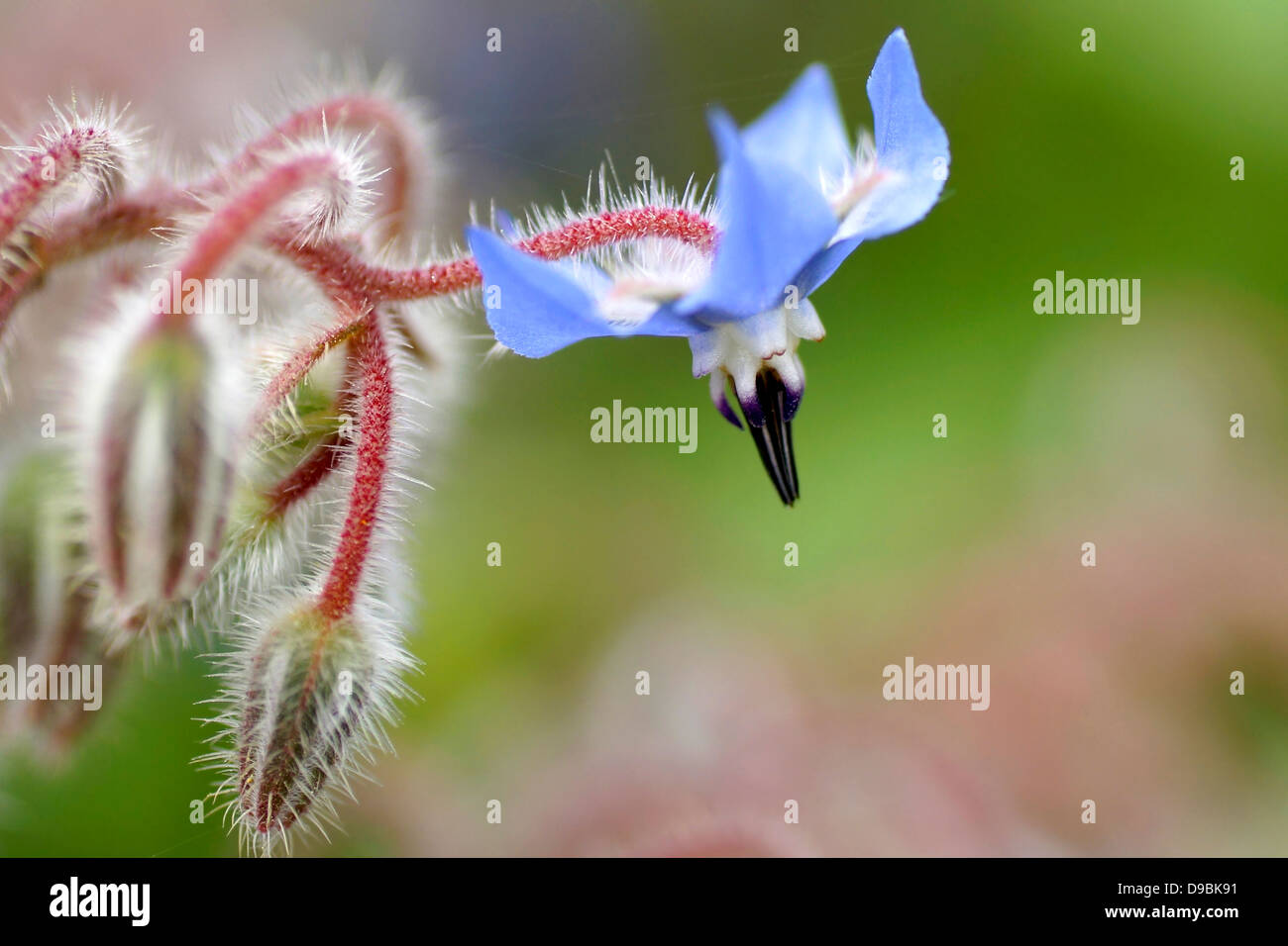 Flor azul hi-res stock photography and images - Alamy